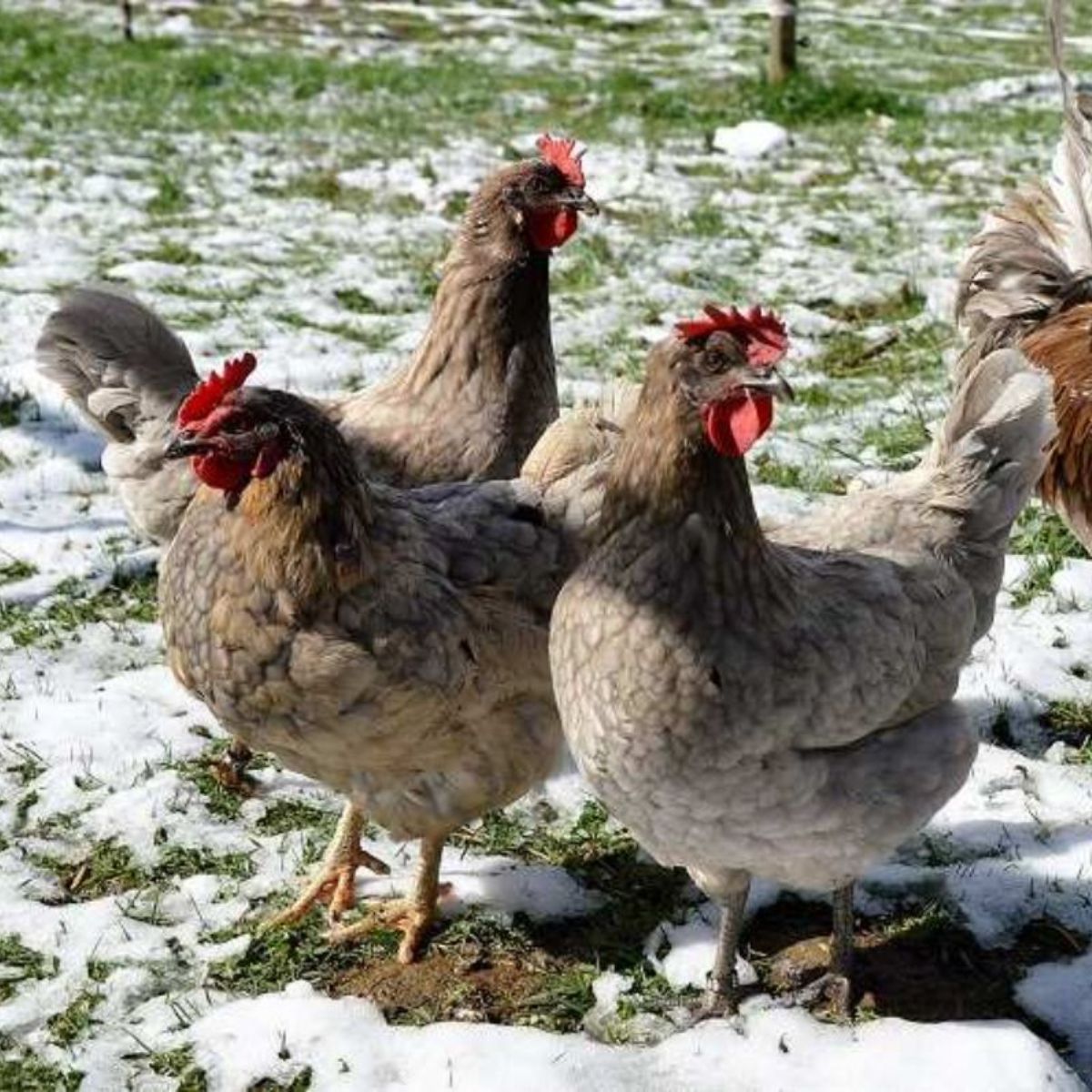 Chickens - Chicken & Chicks Info