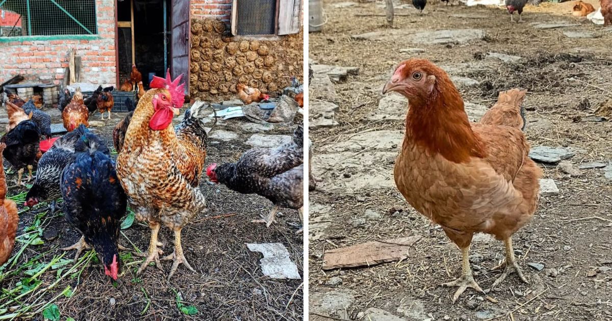 Kuroiler Chicken Breed Info - Chicken & Chicks Info