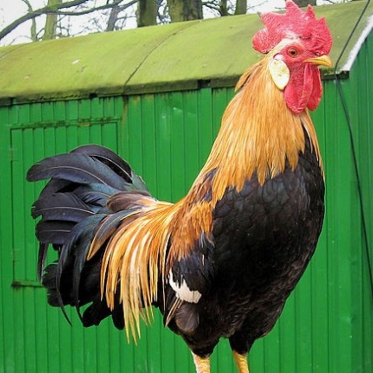 Breeds - Chicken & Chicks Info