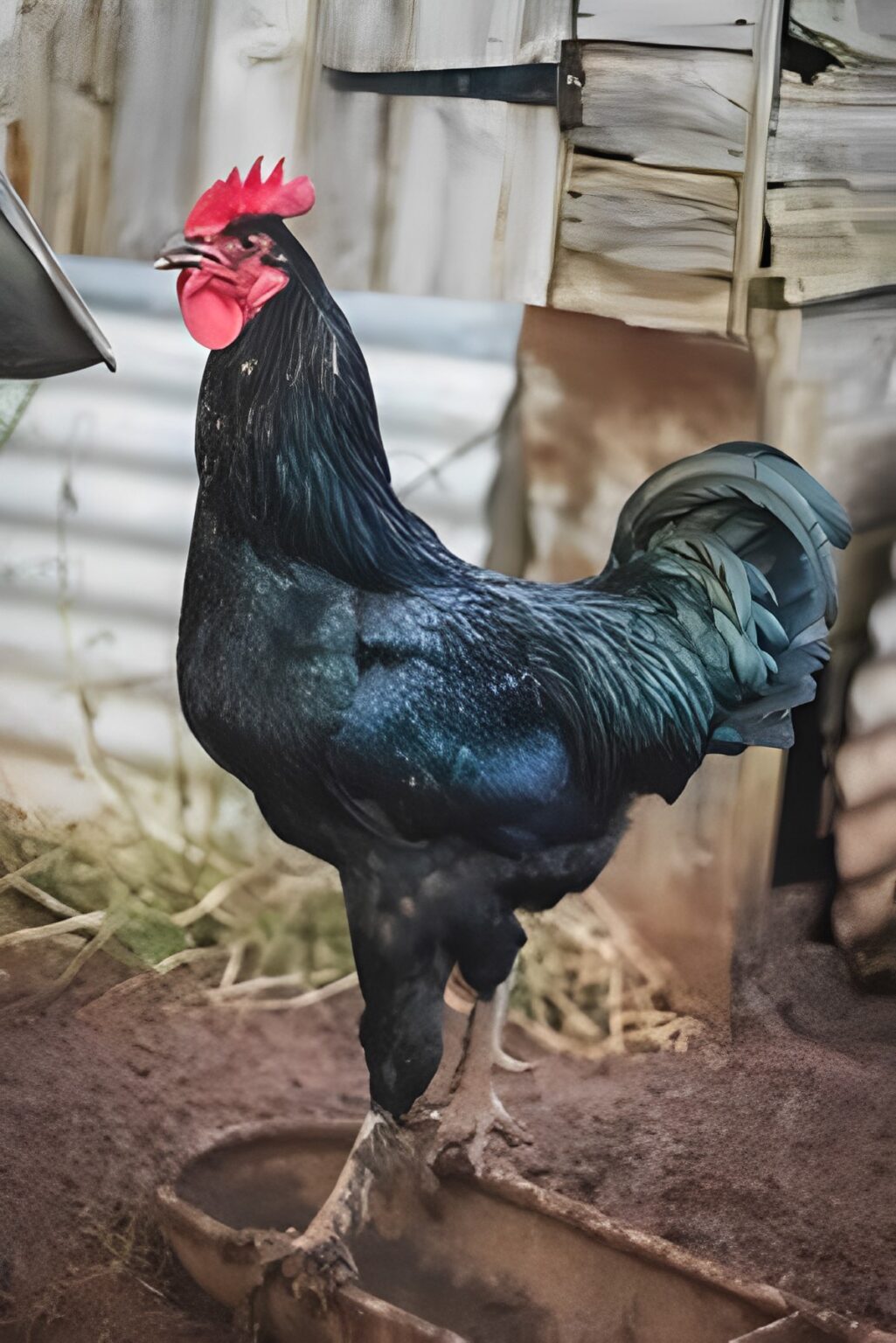 Modern Langshan Chicken Breed Info - Chicken & Chicks Info