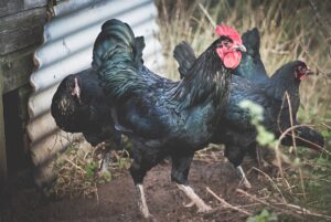 Modern Langshan Chicken Breed Info - Chicken & Chicks Info