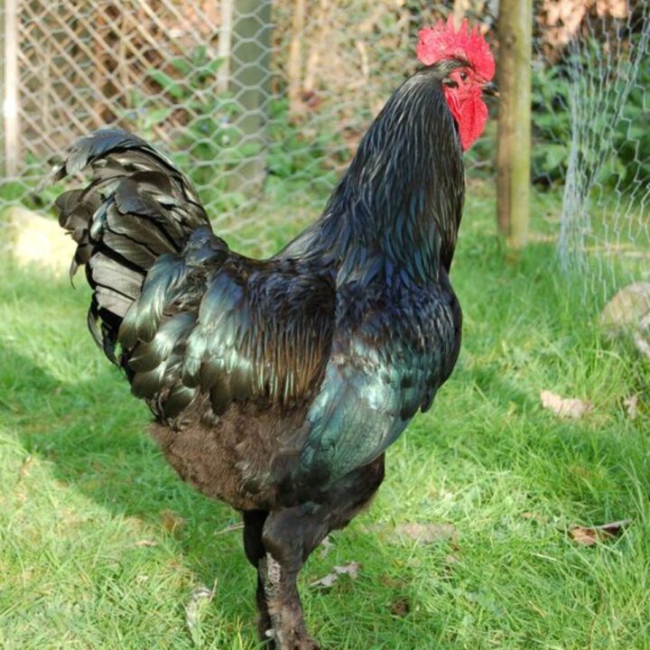 Muffed Old English Game Chicken Breed Info - Chicken & Chicks Info