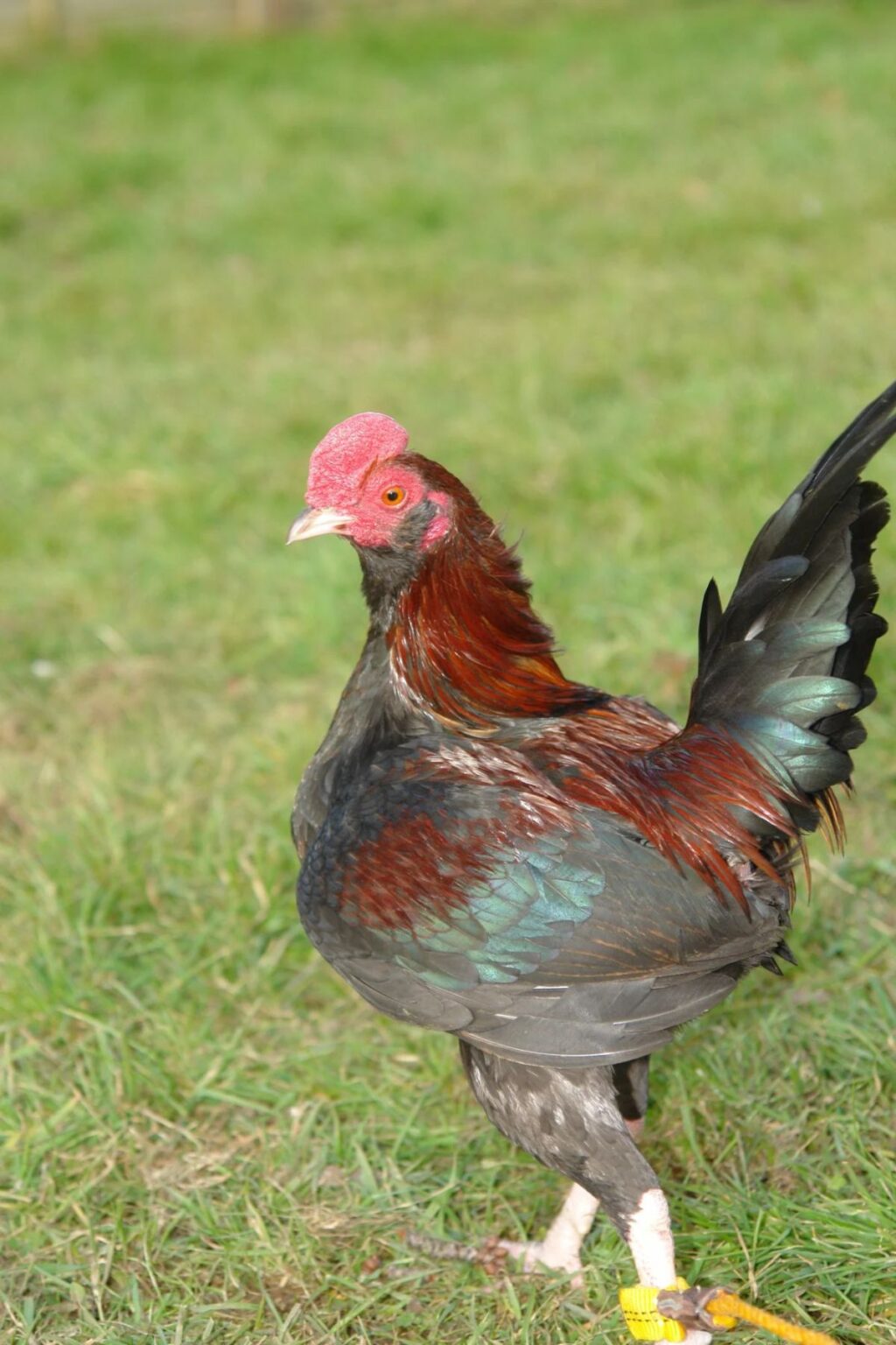 Muffed Old English Game Chicken Breed Info - Chicken & Chicks Info