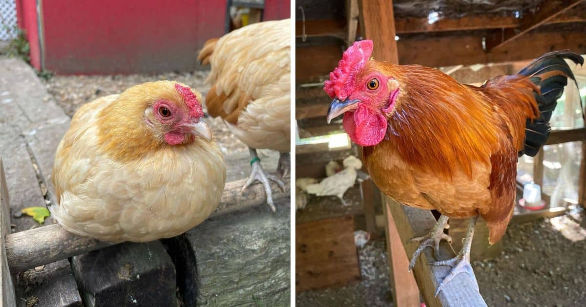 Nankin Chicken Breed Info - Chicken & Chicks Info