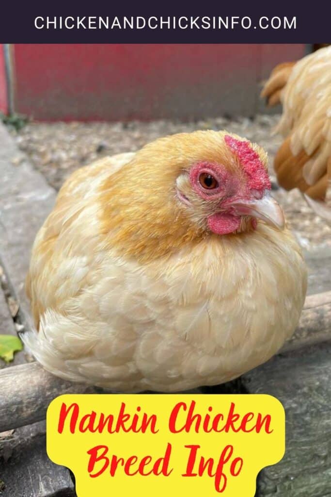 Nankin Chicken Breed Info - Chicken & Chicks Info