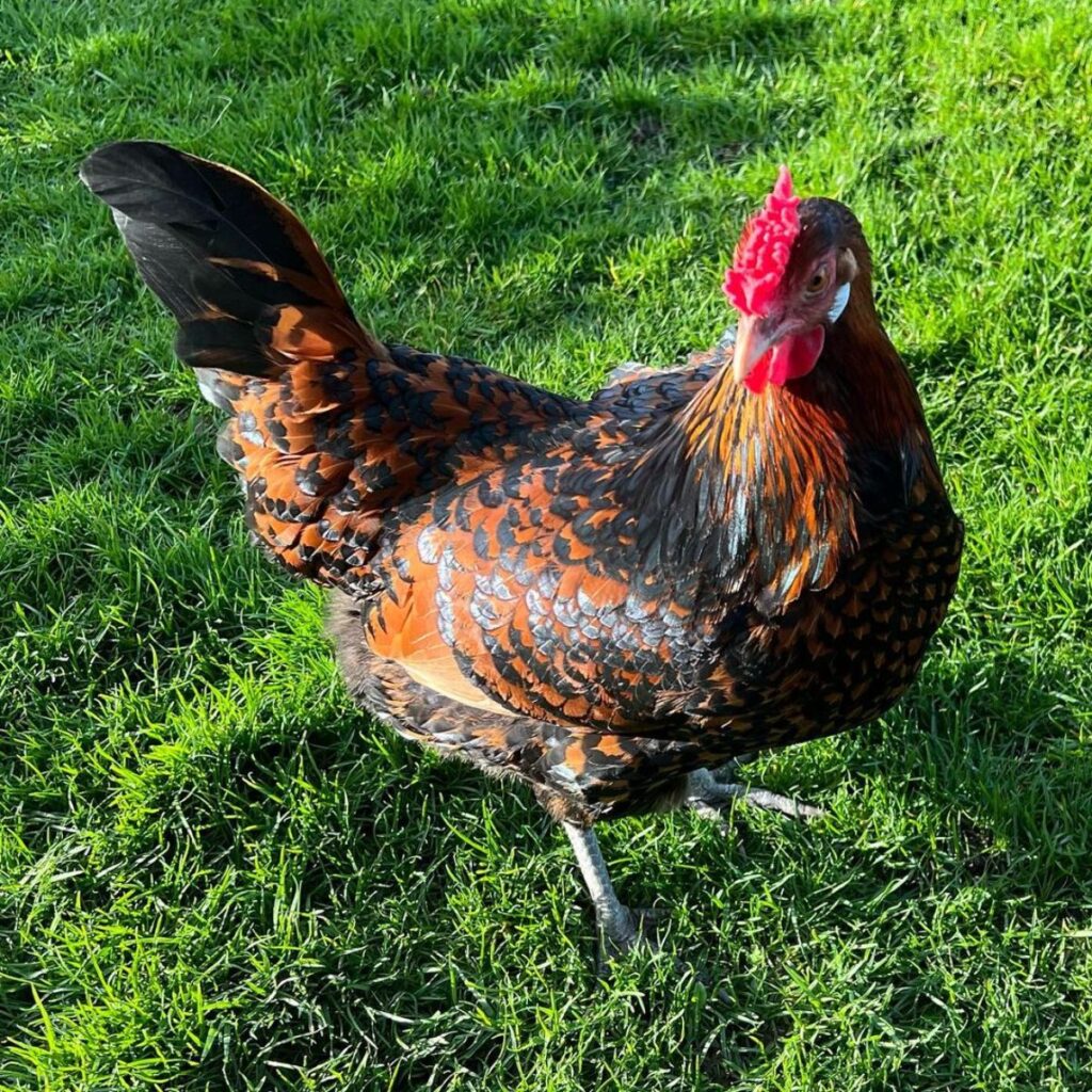 Old English Pheasant Fowl Chicken Breed Info - Chicken & Chicks Info