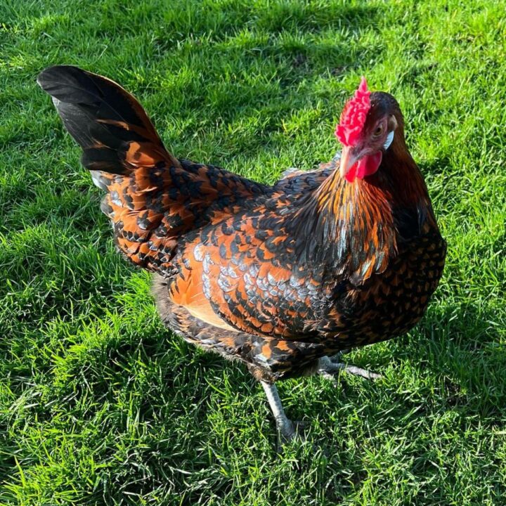 Old English Pheasant Fowl Chicken Breed Info - Chicken & Chicks Info