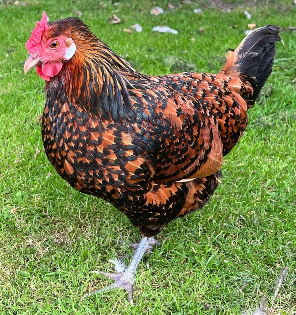 Old English Pheasant Fowl Chicken Breed Info - Chicken & Chicks Info