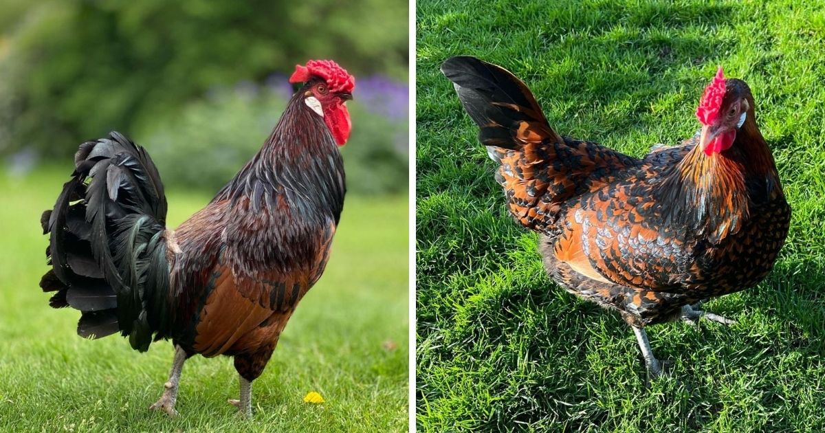 Old English Pheasant Fowl Chicken Breed Info - Chicken & Chicks Info