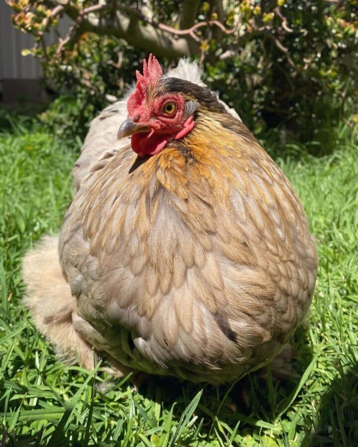 Pekin Chicken Breed Info - Chicken & Chicks Info