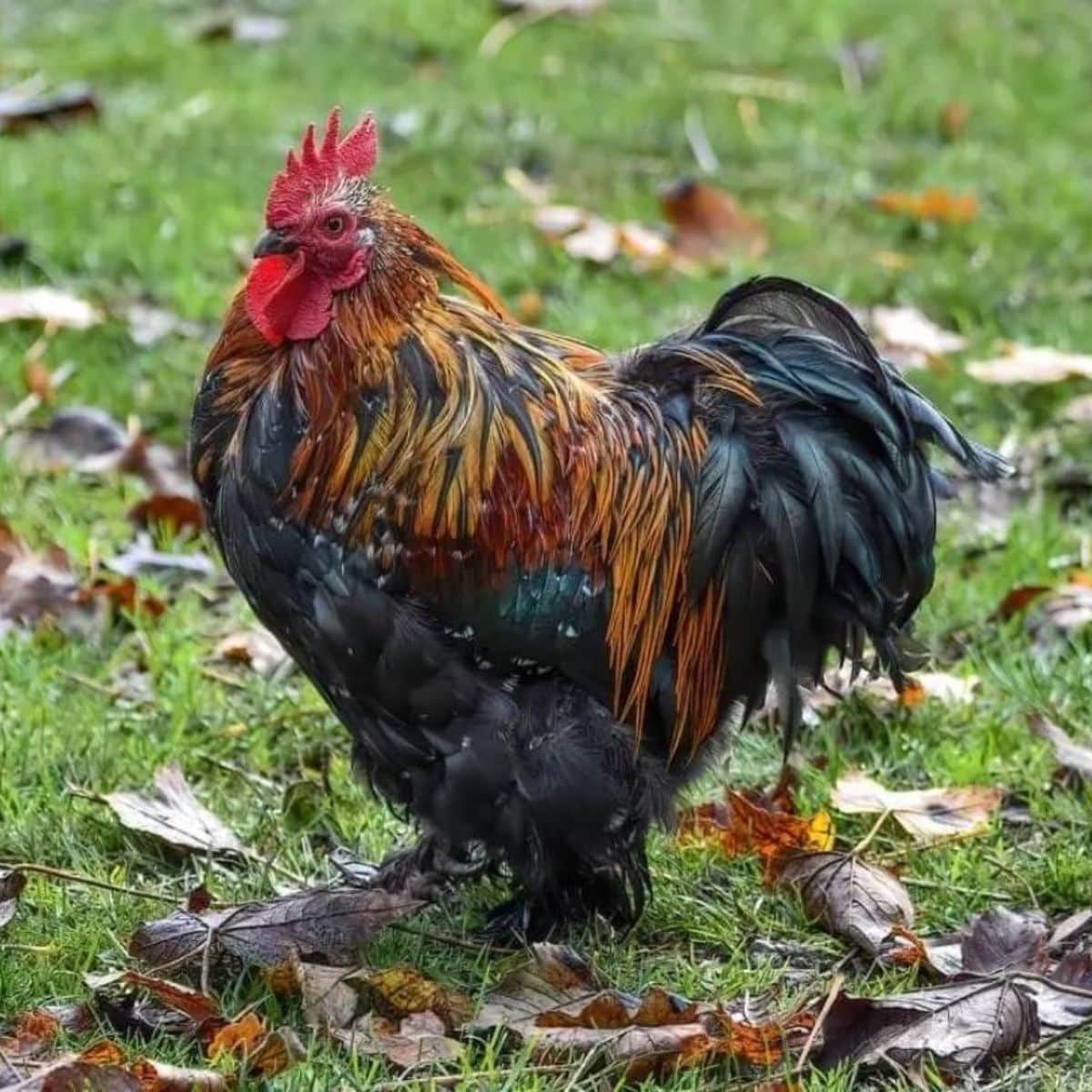 Cream Legbar Chicken Breed Info + Where to buy - Chicken & Chicks Info