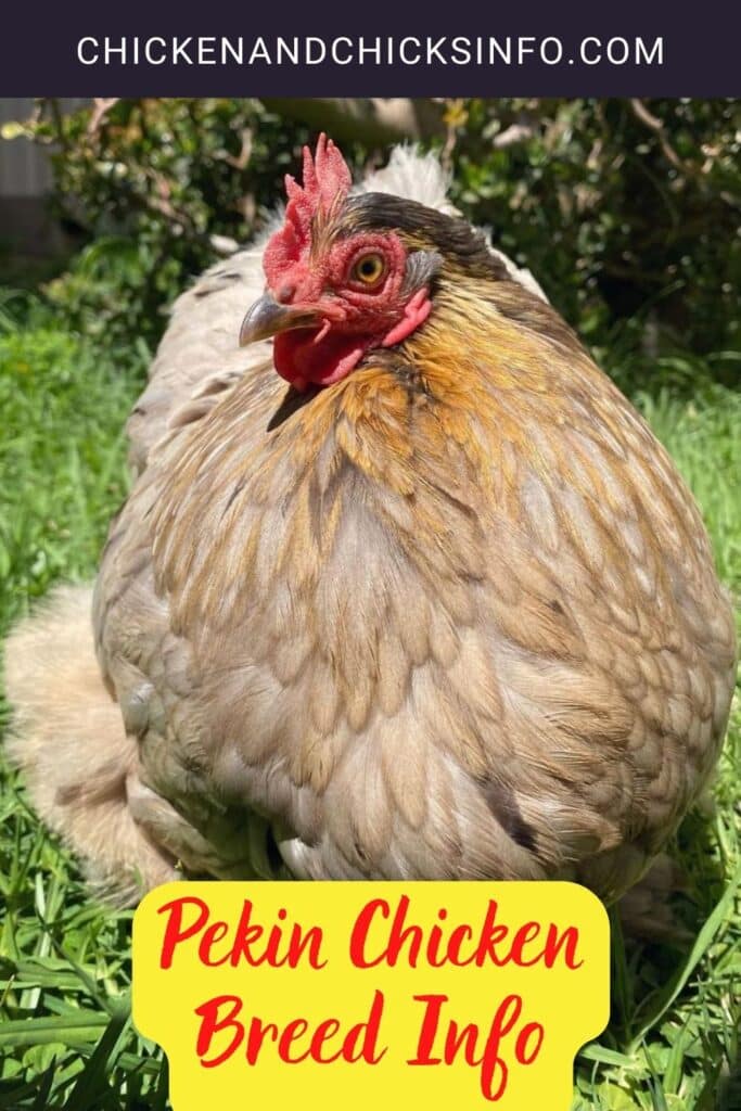 Pekin Chicken Breed Info - Chicken & Chicks Info