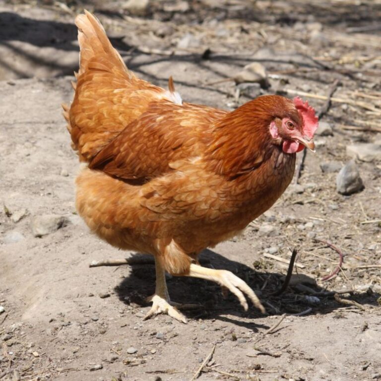 Chickens - Chicken & Chicks Info