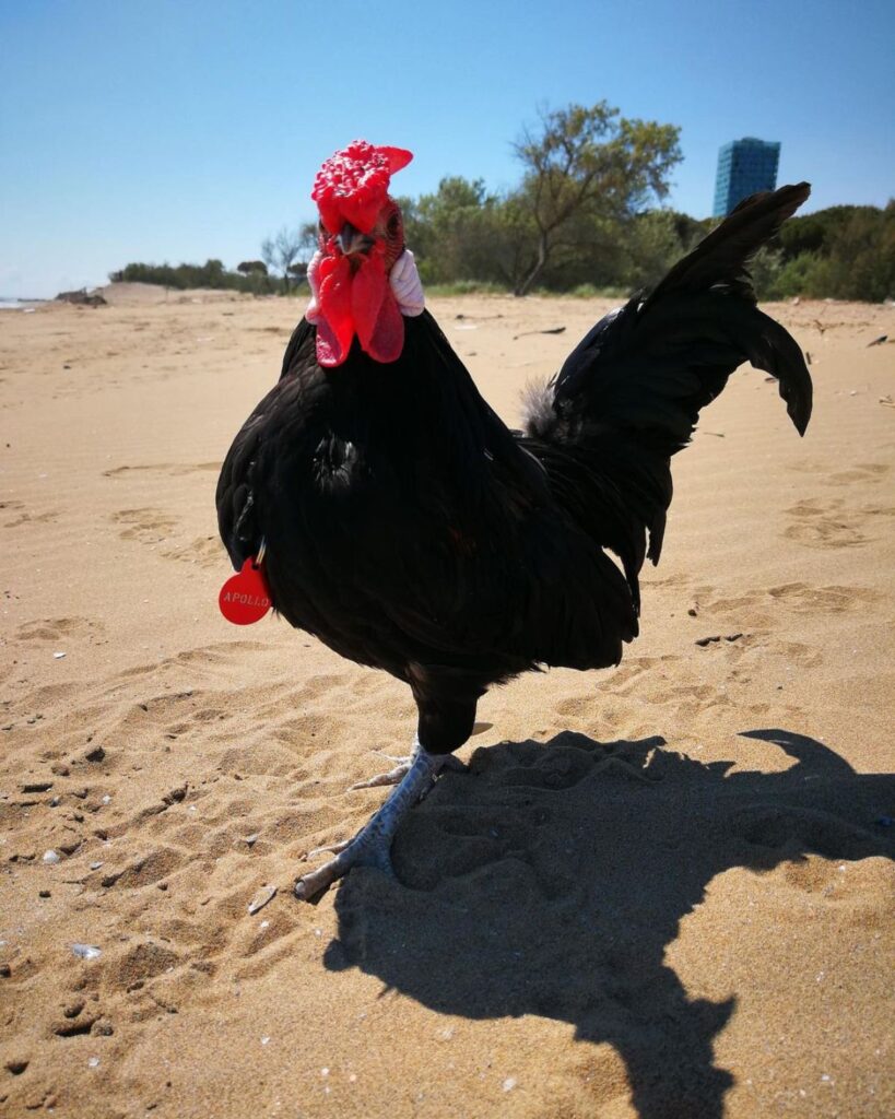 Rosecomb Chicken Breed Info + Where to Buy - Chicken & Chicks Info