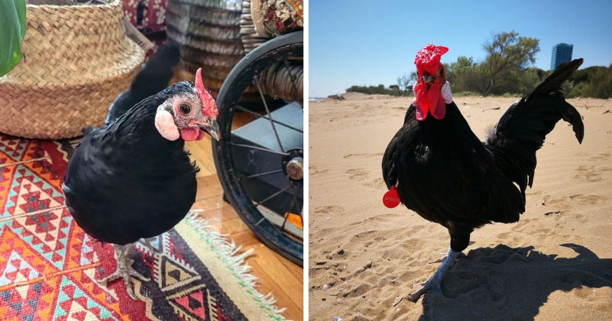 Rosecomb Chicken Breed Info + Where to Buy - Chicken & Chicks Info