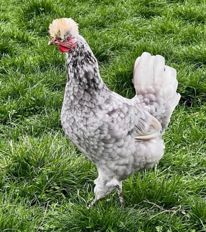 Sanjak Longcrower Chicken Breed Info - Chicken & Chicks Info