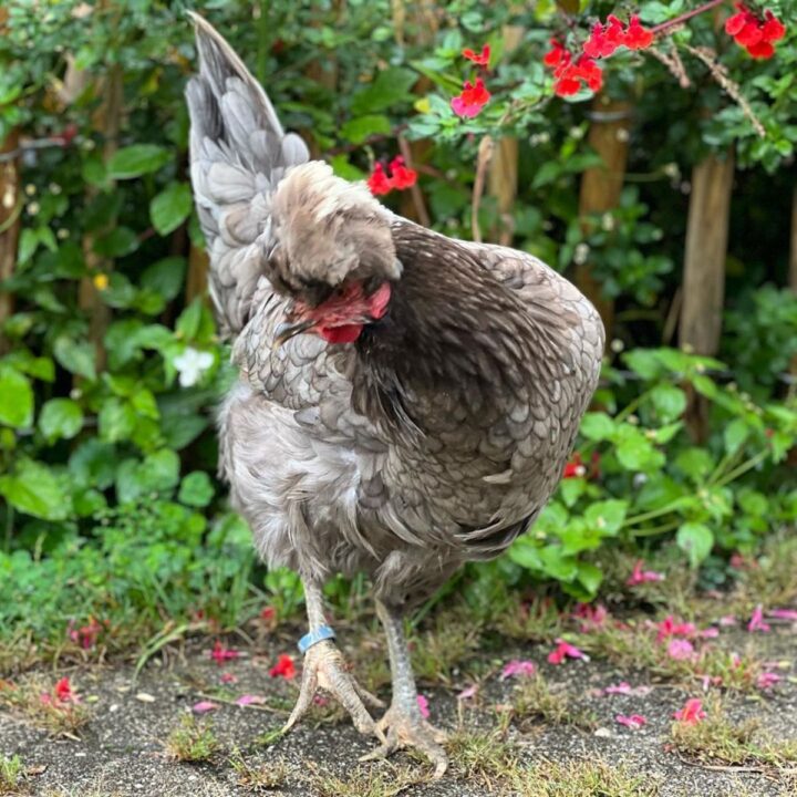 Sanjak Longcrower Chicken Breed Info - Chicken & Chicks Info