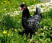 Sanjak Longcrower Chicken Breed Info - Chicken & Chicks Info