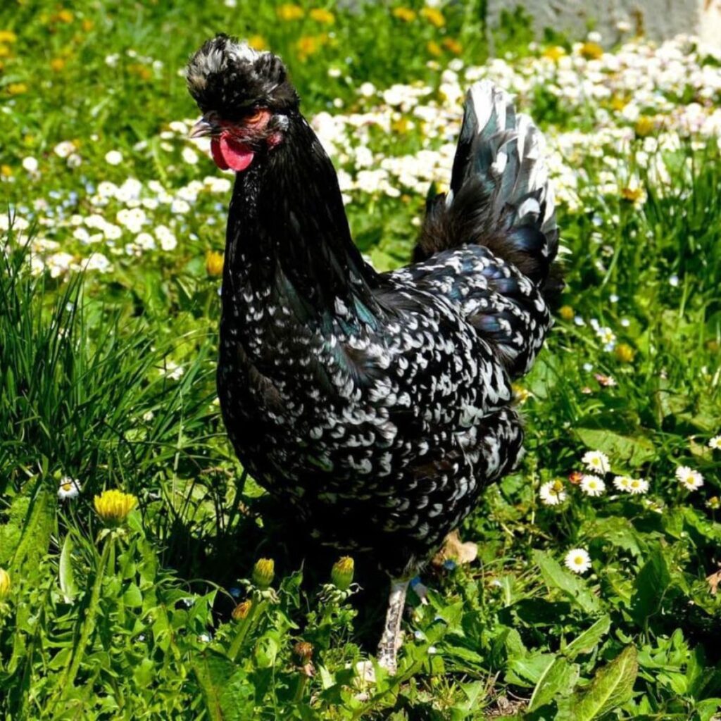 Breeds - Chicken & Chicks Info