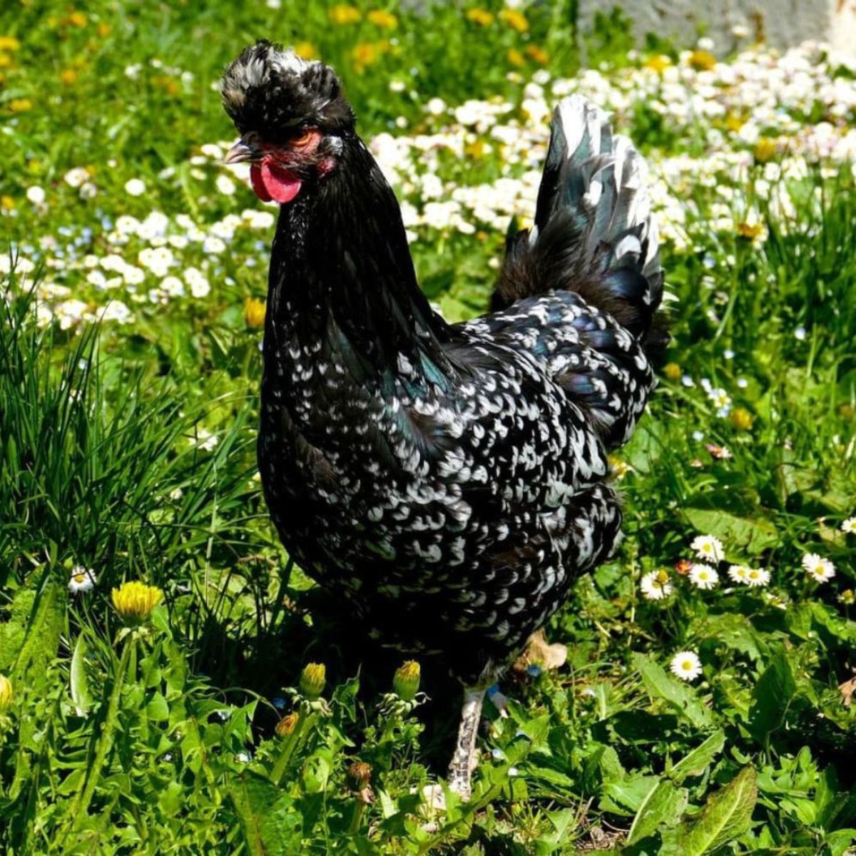 Chicken & Chicks Info - Backyard Chickens and Chicks Information