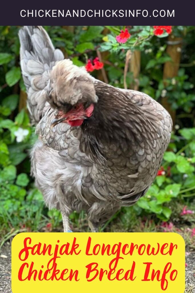 Sanjak Longcrower Chicken Breed Info - Chicken & Chicks Info
