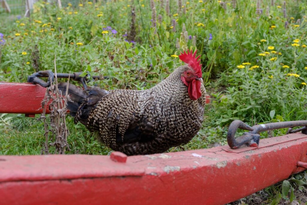 Scots Dumpy Chicken Breed Info - Chicken & Chicks Info