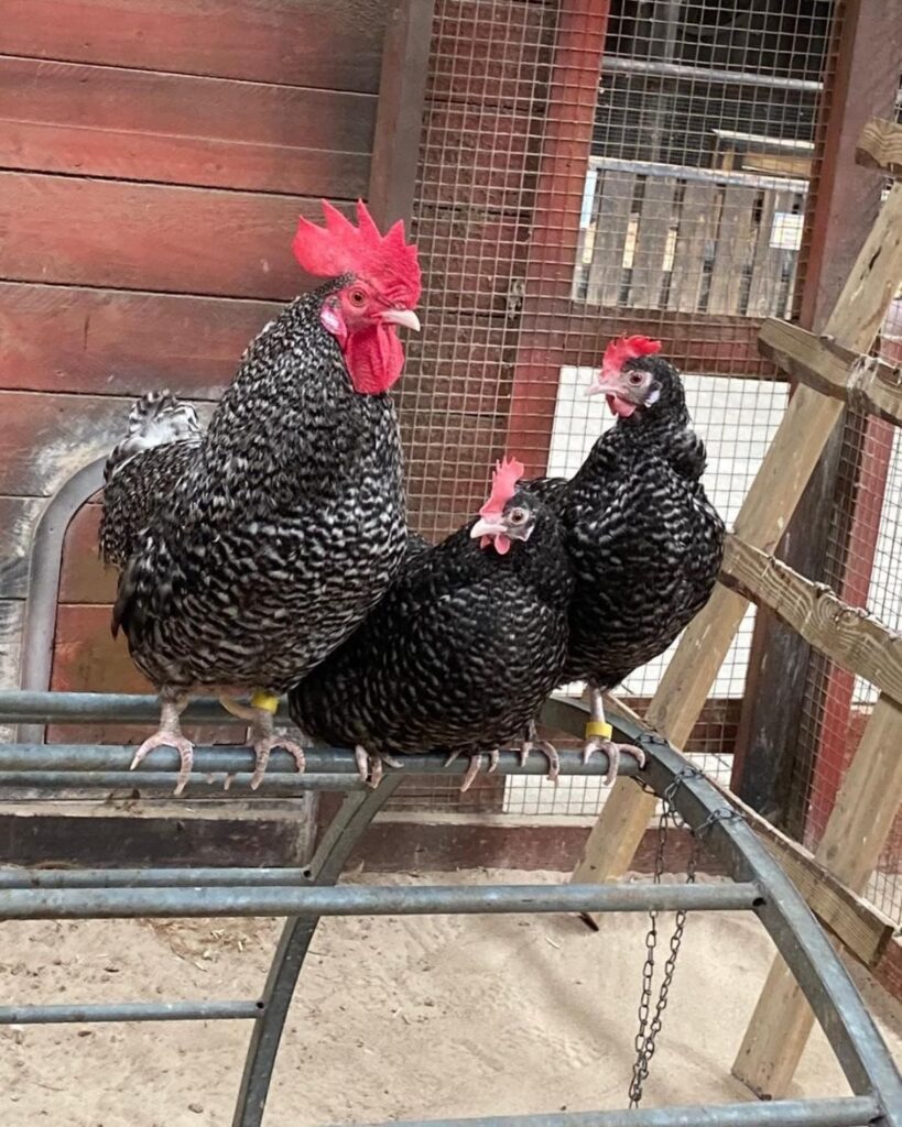Scots Dumpy Chicken Breed Info - Chicken & Chicks Info