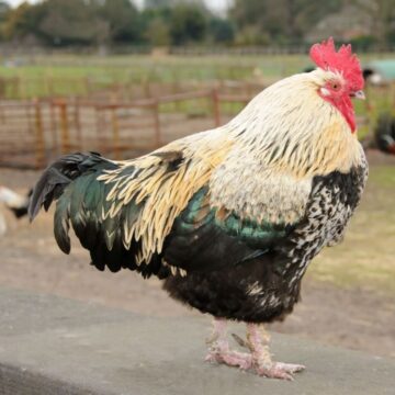 Red Shaver Chicken Breed Info - Chicken & Chicks Info