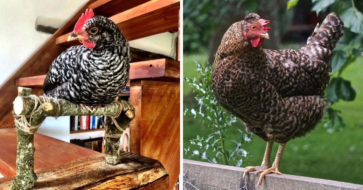 Scots Grey Chicken Breed Info - Chicken & Chicks Info