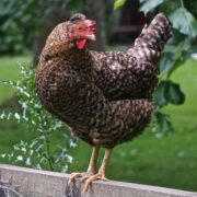 Do Chickens Have Teeth? (How They Chew Without Teeth) - Chicken ...