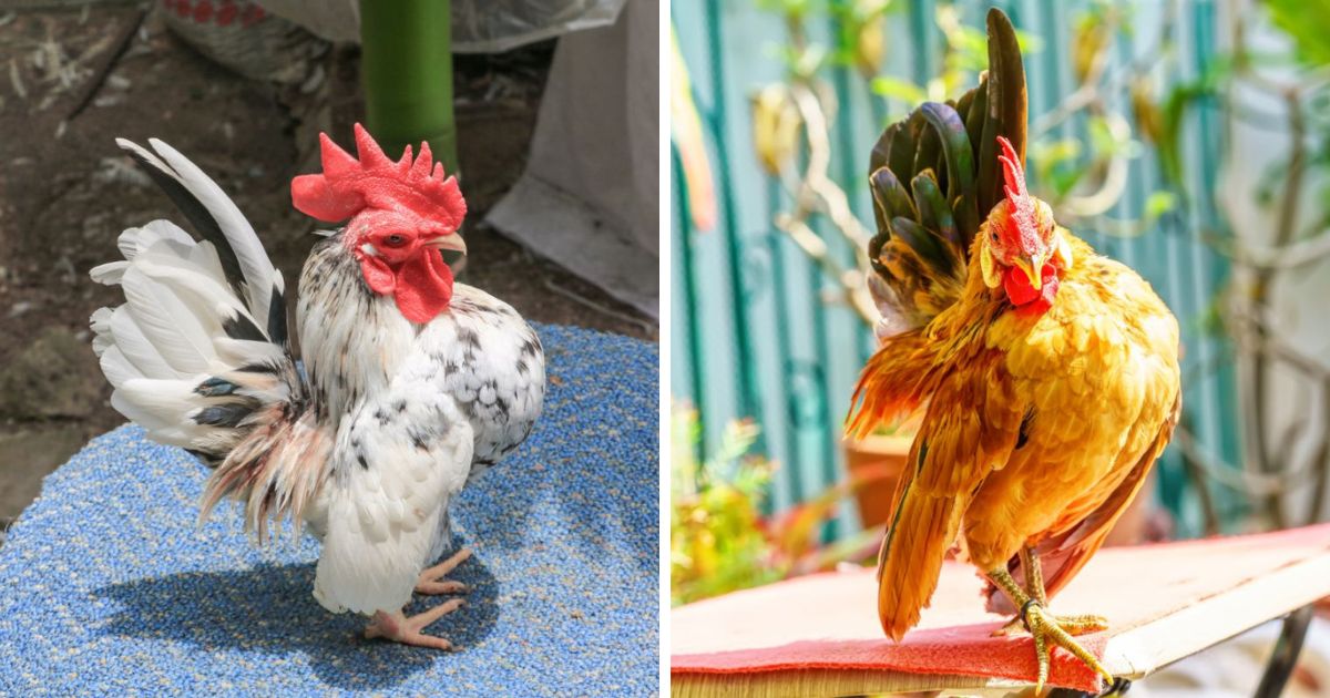 Serama Chicken Breed Info - Chicken & Chicks Info